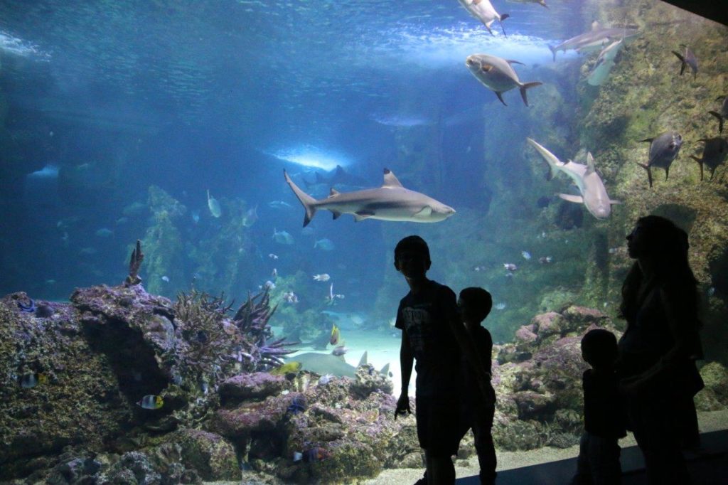 Aquarium de Sydney – Le Monde des Glücks